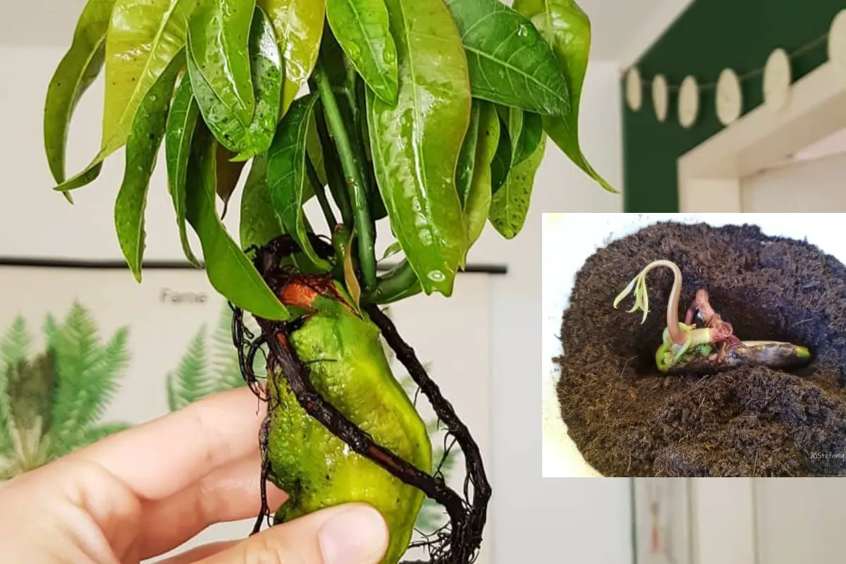 Growing Mango at home is very simple: discover the quick method with us ...
