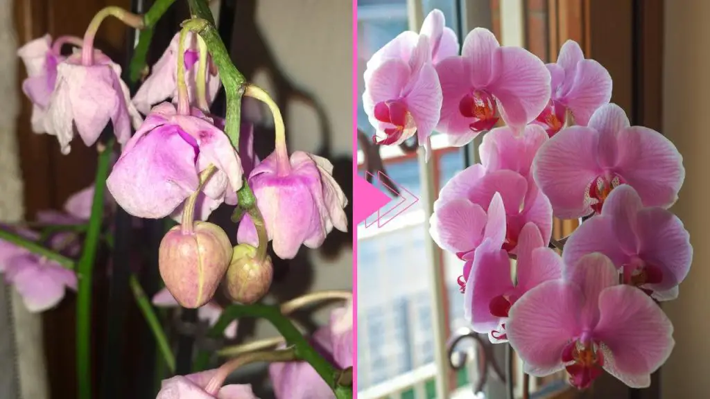Withered orchid, there is still hope: with this ingredient it comes back to life – Garden Growth ...
