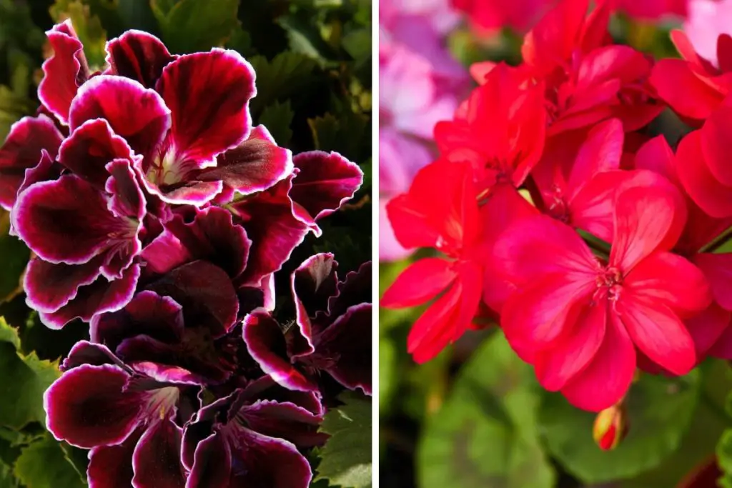 Revive the color of your geraniums with this super simple method ...