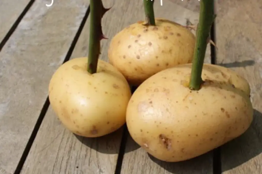 Reproduce roses easily and with surprising results! – Garden Growth Tips Reproduce roses easily and with surprising results! – Garden Growth Tips