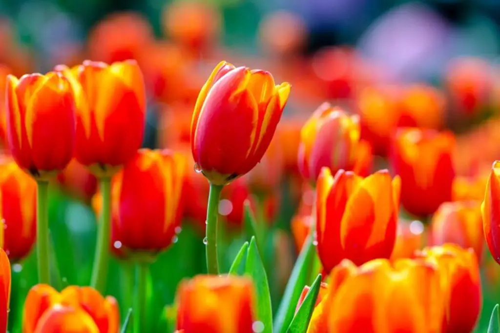 Colorful and lush tulips with this DIY fertilizer! – Garden Growth Tips