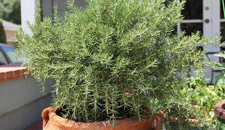 How to Grow Rosemary Indoors or in a Pot – Garden Growth Tips