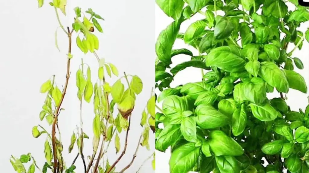 Rotten basil, how to recover it within a few minutes: the ancient trick ...