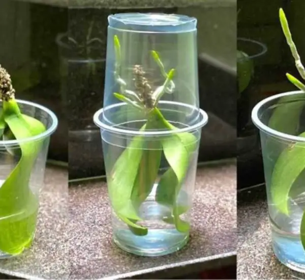 Orchid without roots, the secret to making it reborn in just a few days: as nurserymen do ...