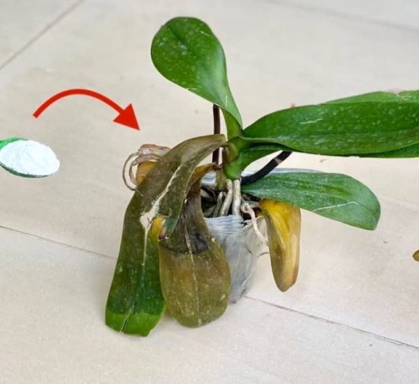 Orchid without roots, the secret to making it reborn in just a few days: as nurserymen do ...