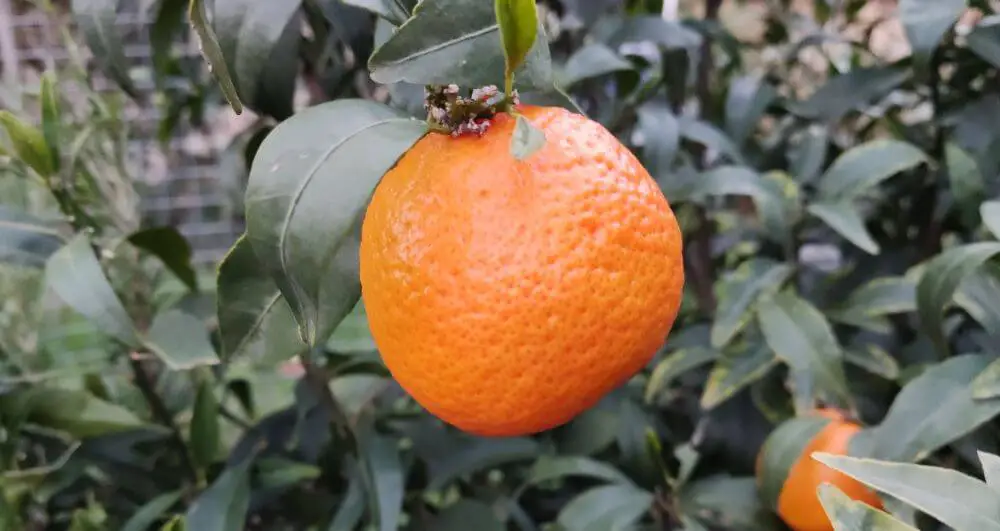 How to Grow a Mandarin Tree from Tangerine Seeds – Garden Growth Tips