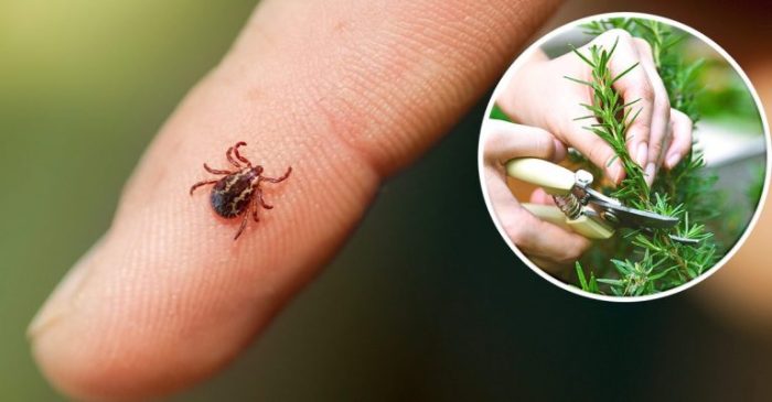 How to get rid of ticks in your garden – Garden Growth Tips