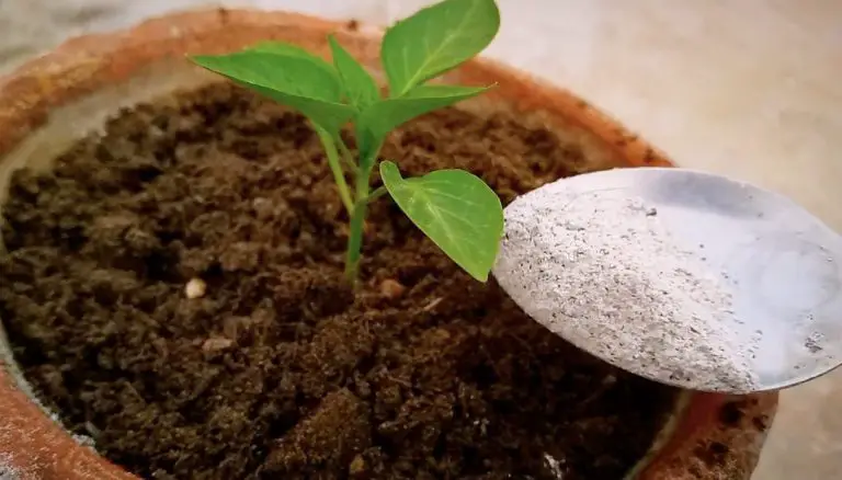 How to cure the pepper plant in case of nutrient deficiency – Garden ...