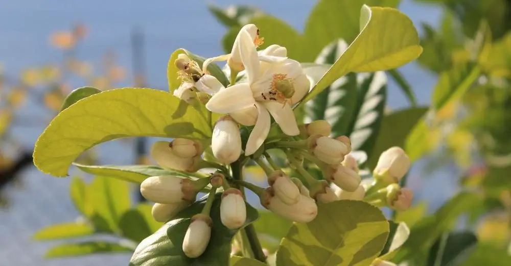 Why the lemon tree does not flower: possible causes and solutions ...