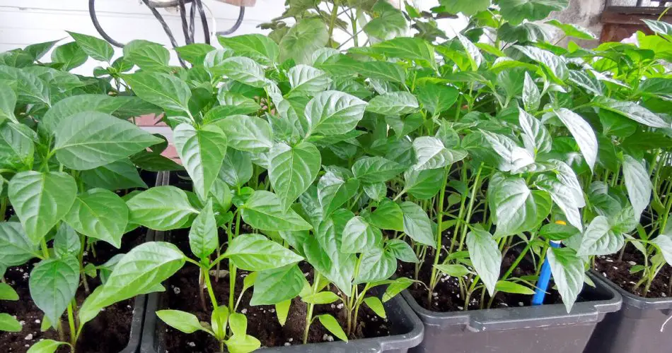 For 5 years now I have been making a simple recipe for strong seedlings ...