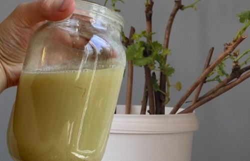 Even an old branch grows powerful roots in just one week: a super ...