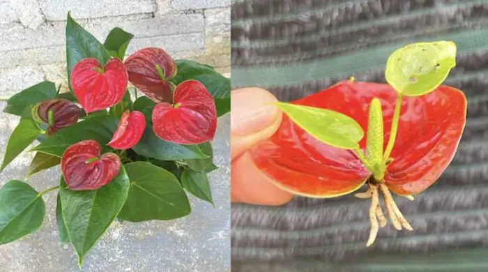How to Care for Anthuriums: 6 Things You Need to Know – Garden Growth Tips