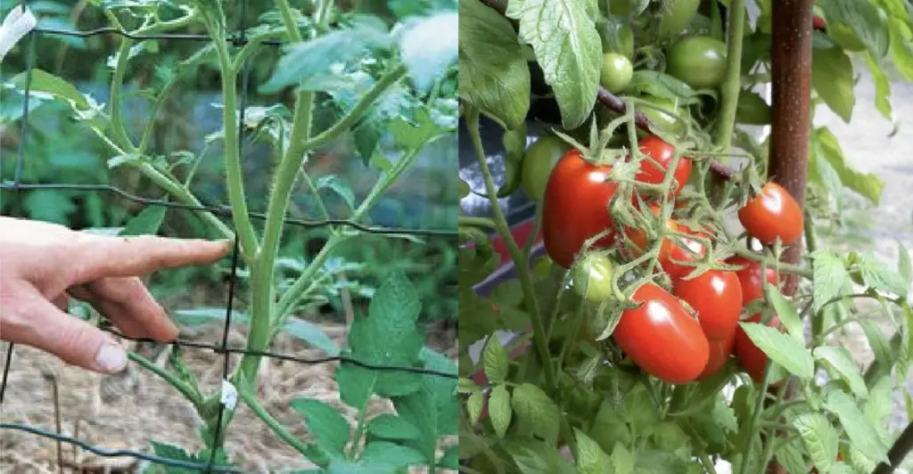 How To Propagate A Tomato Plant Garden Growth Tips