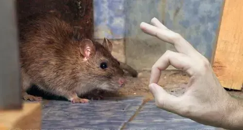 Mice run away from home: the fastest and easiest way to get rid of ...