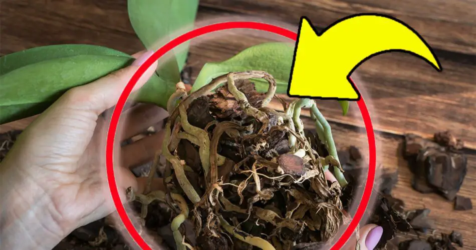Orchid affected by root rot: if you do this, it will come back strong ...