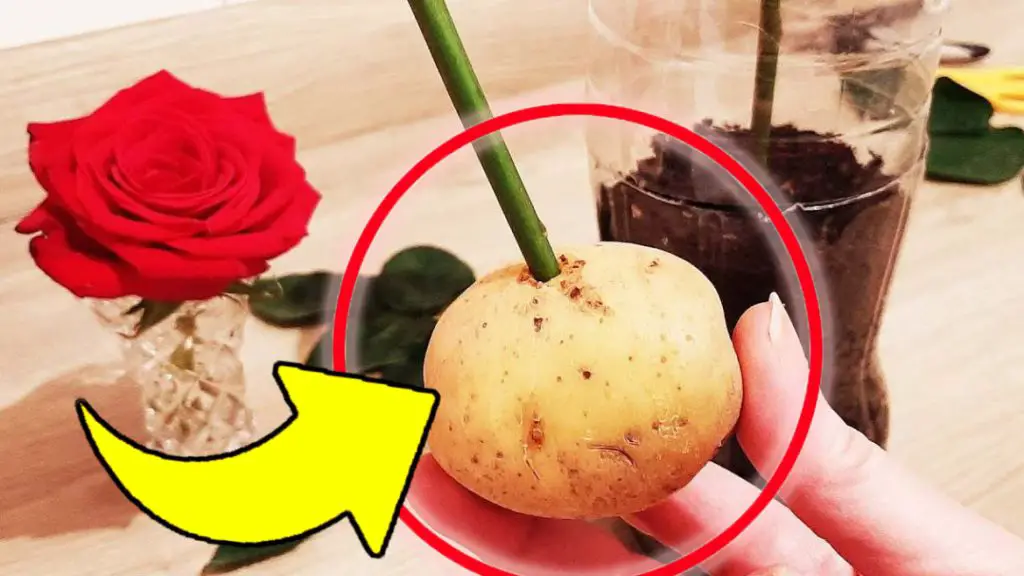 Propagate roses endlessly without spending a euro, do it with a potato ...