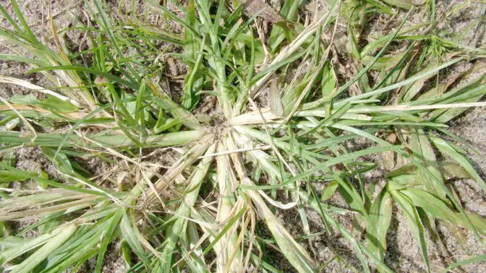 10 Benefits of Goose Grass – Garden Growth Tips