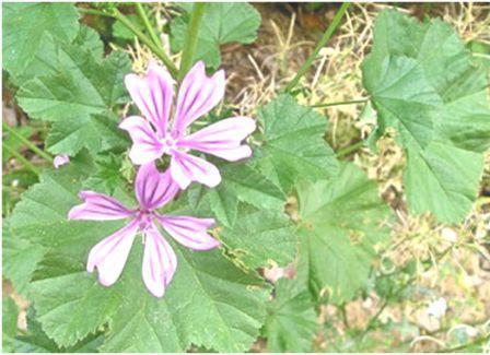 15 Benefits of Common Mallow – Garden Growth Tips