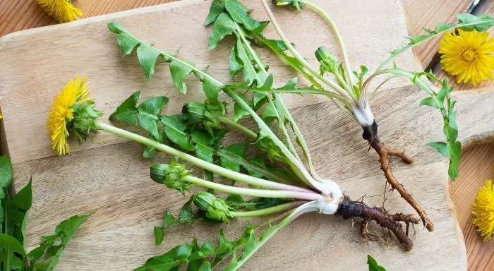 Dandelion Roots: Benefits – Garden Growth Tips