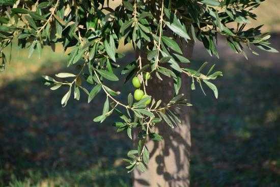 Olive leaves – Garden Growth Tips