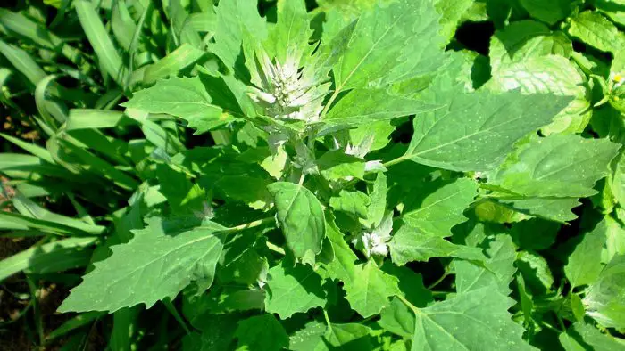 Lamb’s quarters, once thought of as a simple weed, is turning out to be ...