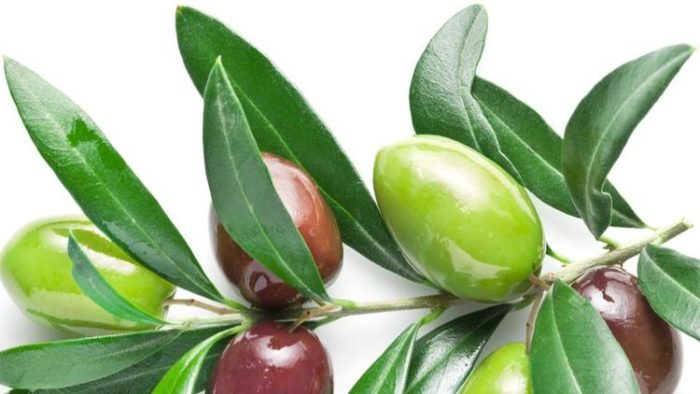 The Benefits of Olive Leaves: A Treasure of Nature – Garden Growth Tips