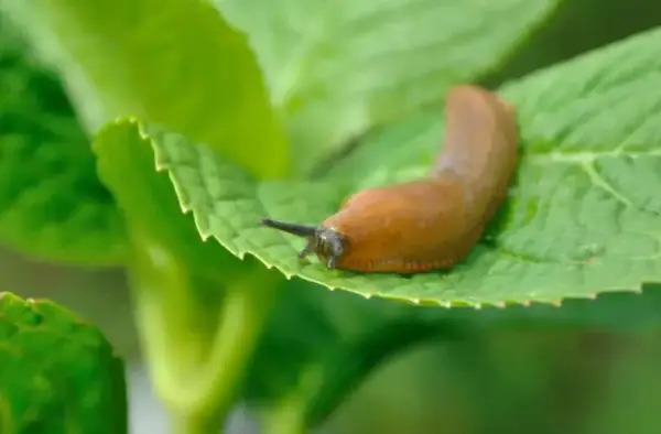 Key Benefits of Lemon and Clove – Garden Growth Tips