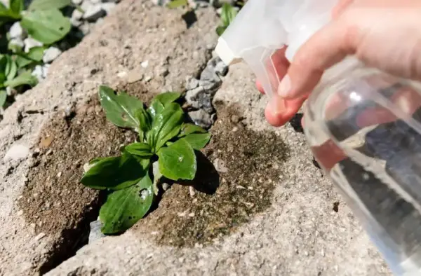 Turmeric and Clove: If only I had known this sooner – Garden Growth Tips