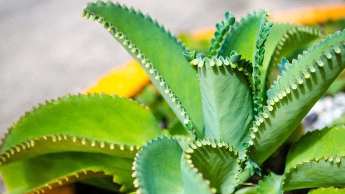 The plant that purifies the air, the benefits are numerous: where to ...
